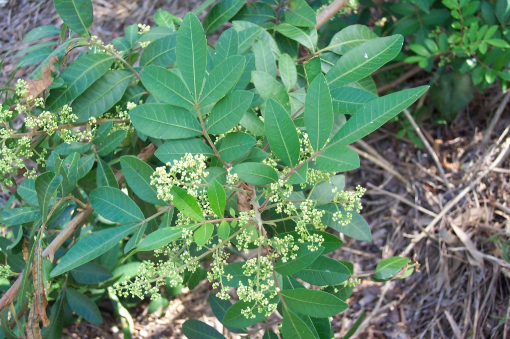 Weed of the Week: Broad-leaf Pepper Tree - Redlands Coast Today