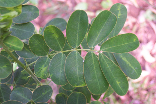 Weed of the Week: Easter cassia - Redlands Coast Today