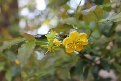 Weed of the Week: Ochna - Redlands Coast Today