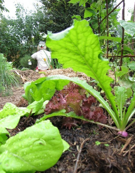 Good gardening: Soils good enough to eat - Redlands Coast Today