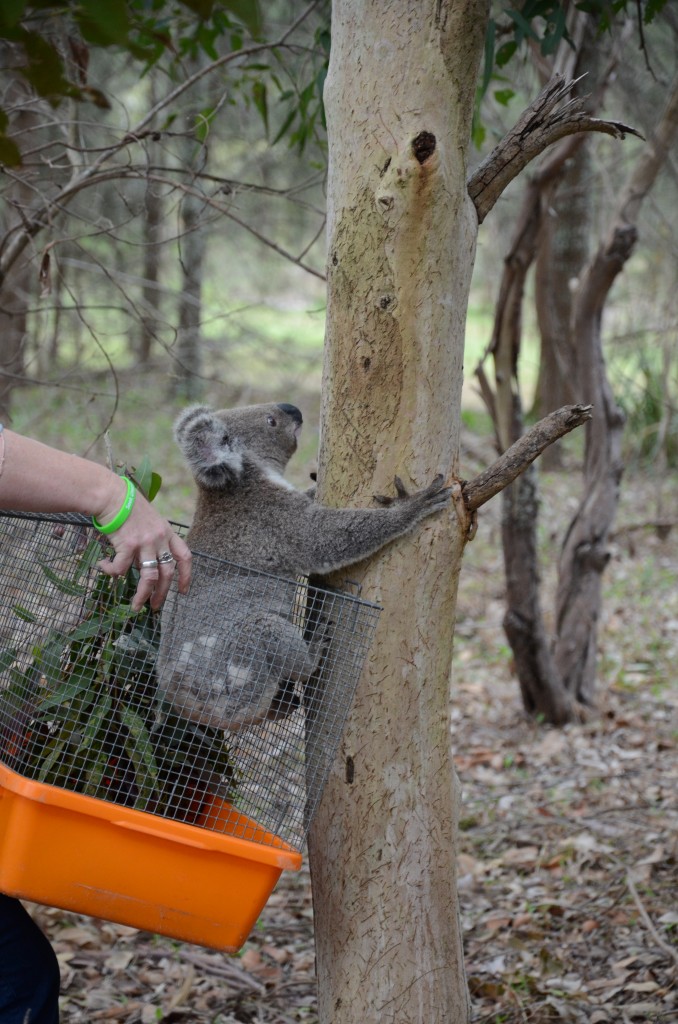Henrietta safely home thanks to Redland wildlife volunteers - Redlands ...