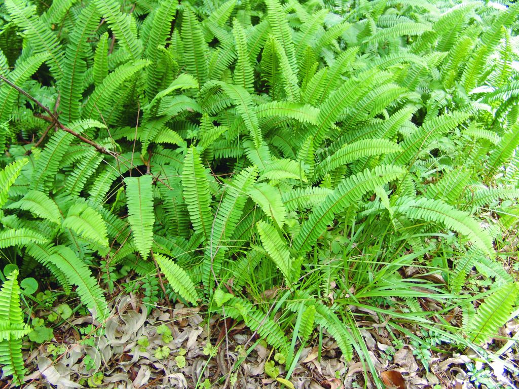 Swap weeds for free trees - Redlands Coast Today