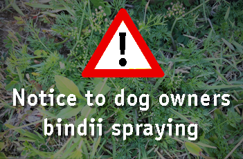 Bindii spraying at off-leash dog parks - Redlands Coast Today