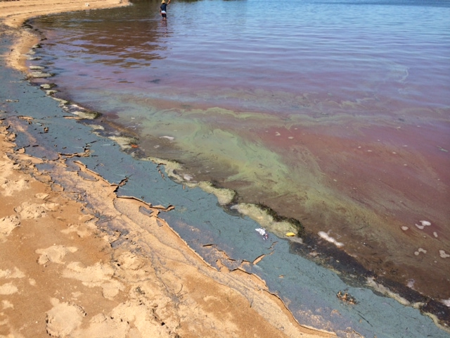 Red or green substance appearing in waterways - Redlands Coast Today