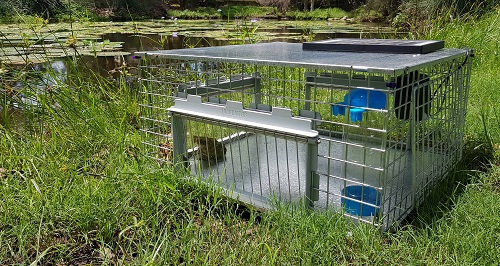 Redland City Council calls in the Toadinator - Redlands Coast Today