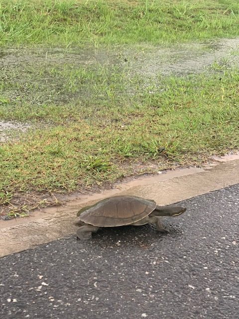 Turtles on the move after heavy rain - Redlands Coast Today