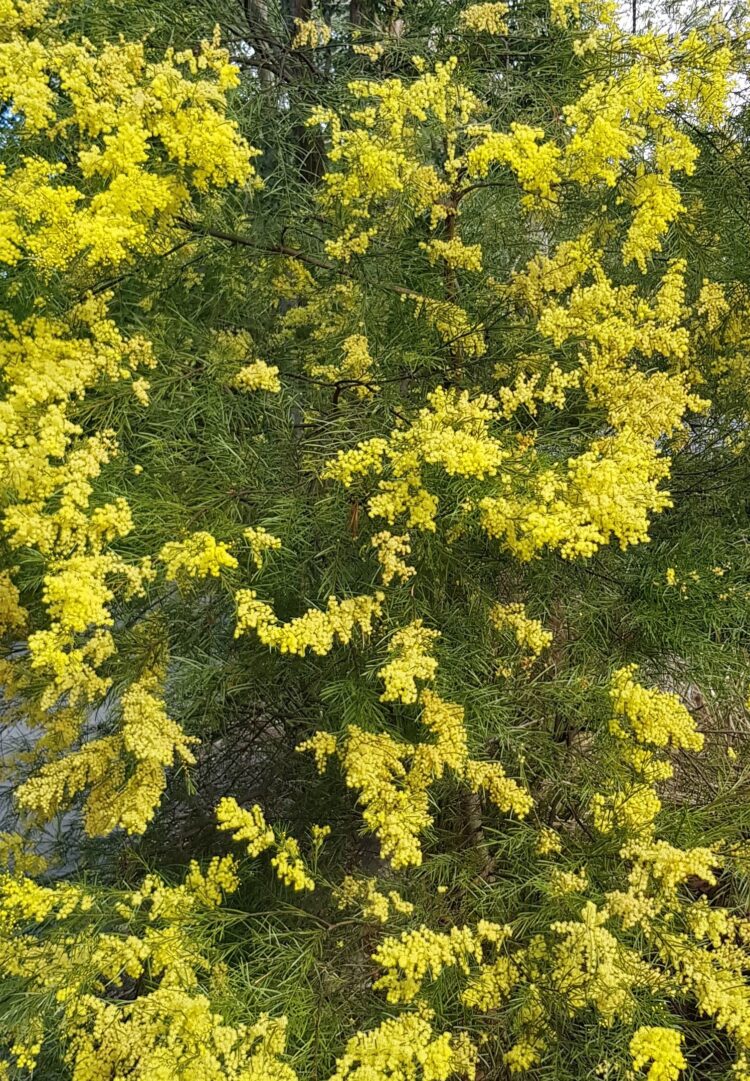 Eprapah wattle will be front and centre for National Wattle Day ...