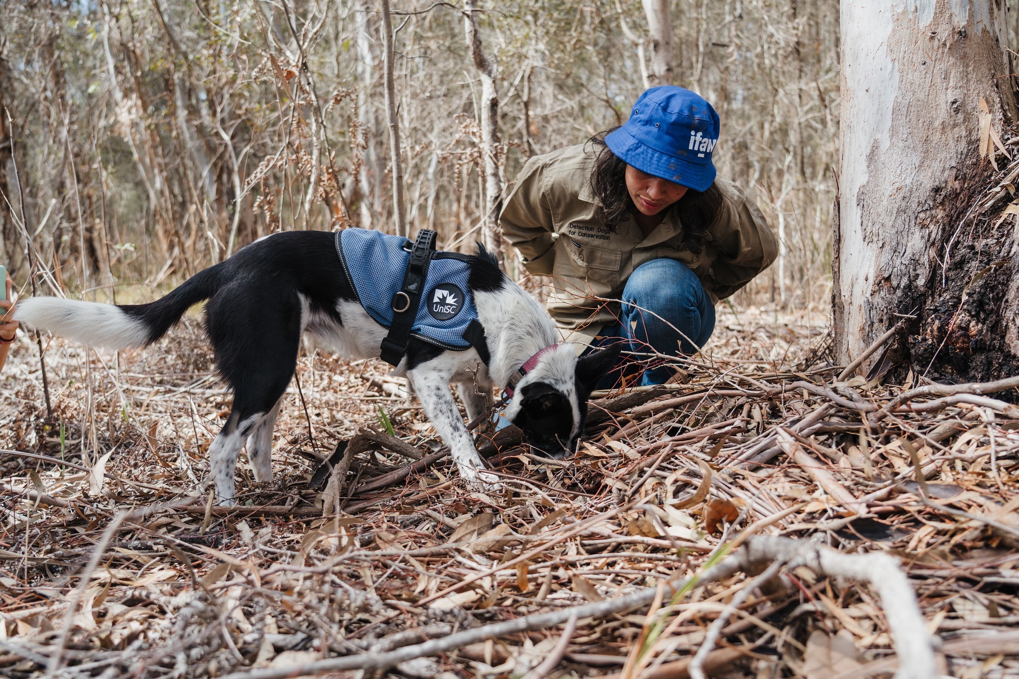 Detection dogs are key to koala protection - Redlands Coast Today