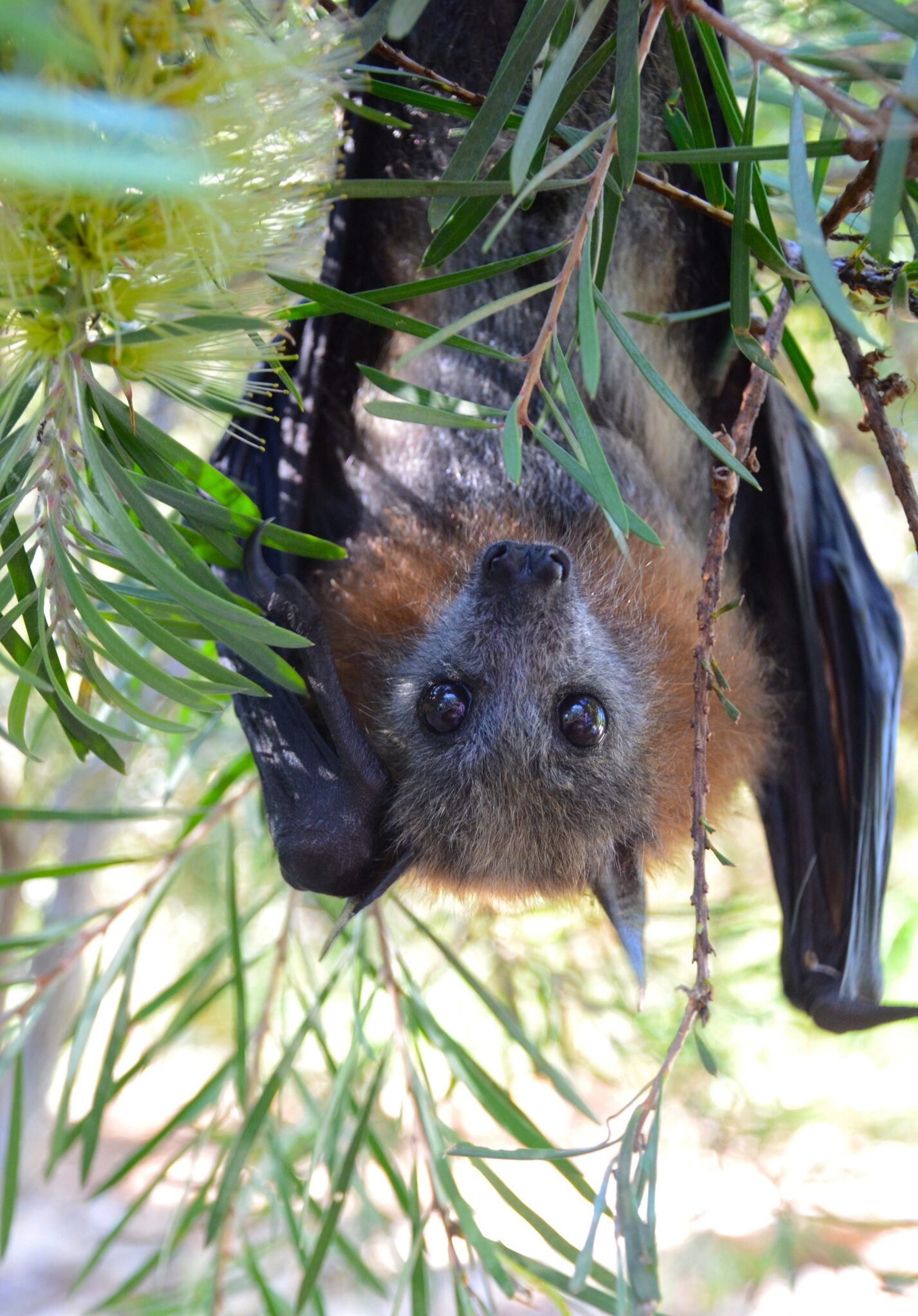 What to do if you find a flying-fox affected by paralysis syndrome ...