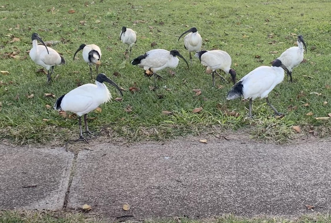 Ibises are native birds who have changed some of their native ways ...