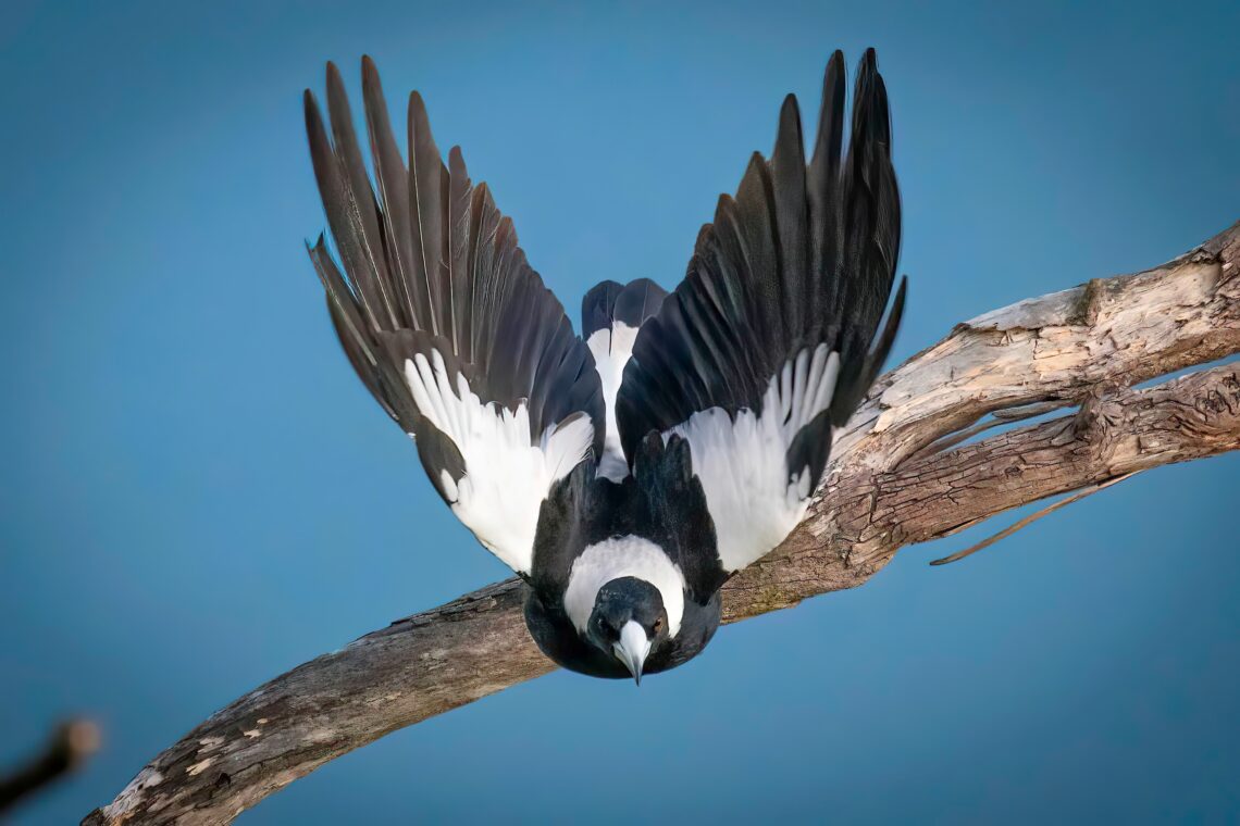 How to avoid being pecked on by defensive magpies - Redlands Coast Today