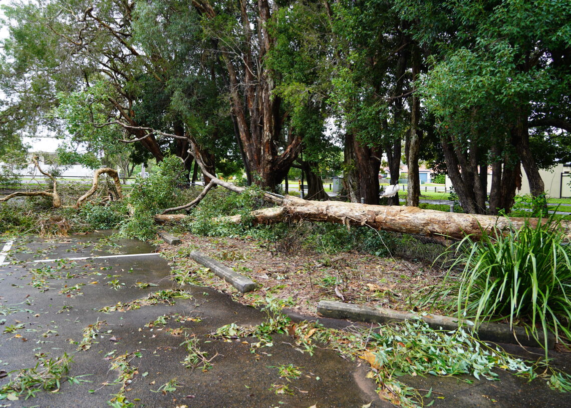 Waste - what to do with your bins - Redlands Coast Today